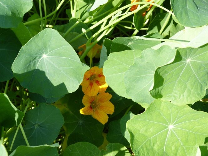 Podle pravidel čínského pentagramu je v lednu nejvíce oslabený močový ...